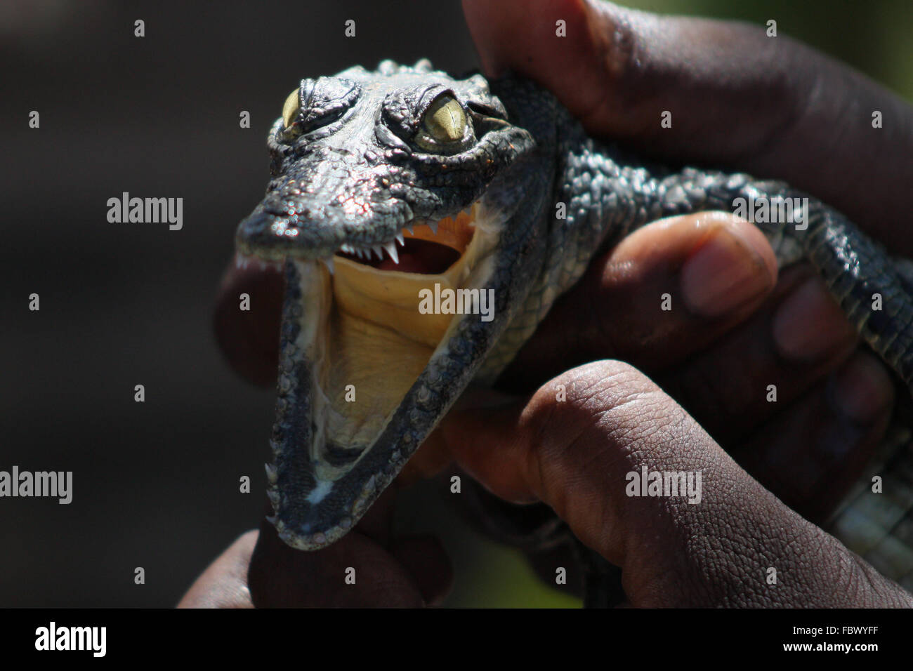 Nilkrokodil maul offen -Fotos und -Bildmaterial in hoher Auflösung – Alamy