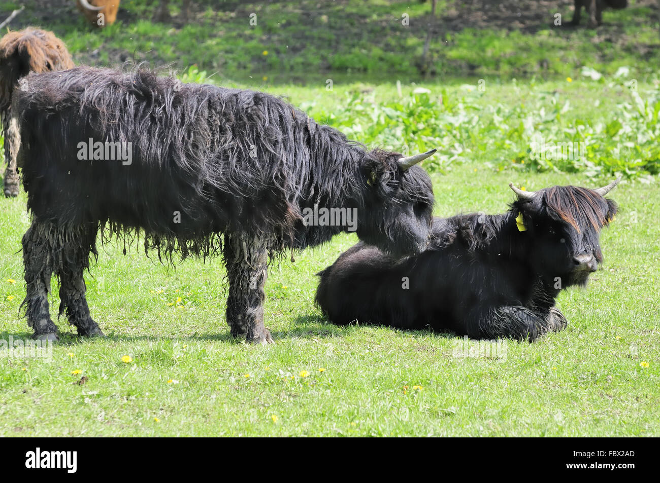 Hochland rinder -Fotos und -Bildmaterial in hoher Auflösung – Alamy