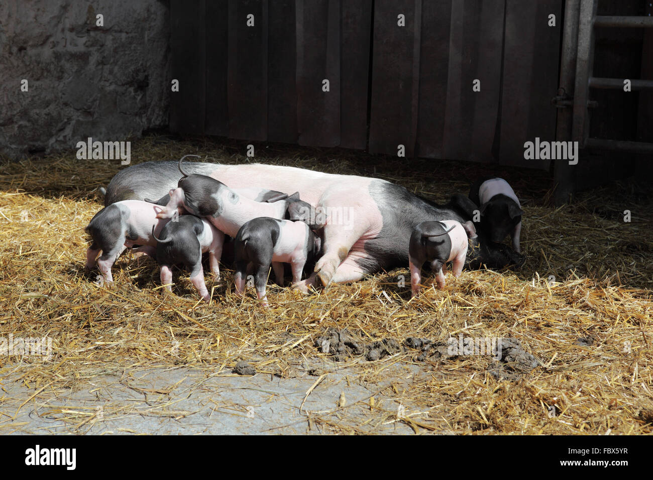 Kleine ferkel -Fotos und -Bildmaterial in hoher Auflösung – Alamy