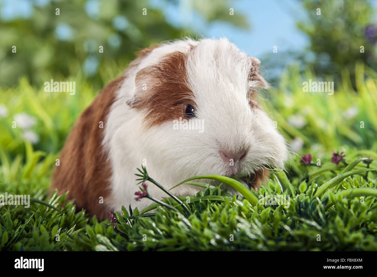 Ch teddy meerschweinchen -Fotos und -Bildmaterial in hoher Auflösung ...