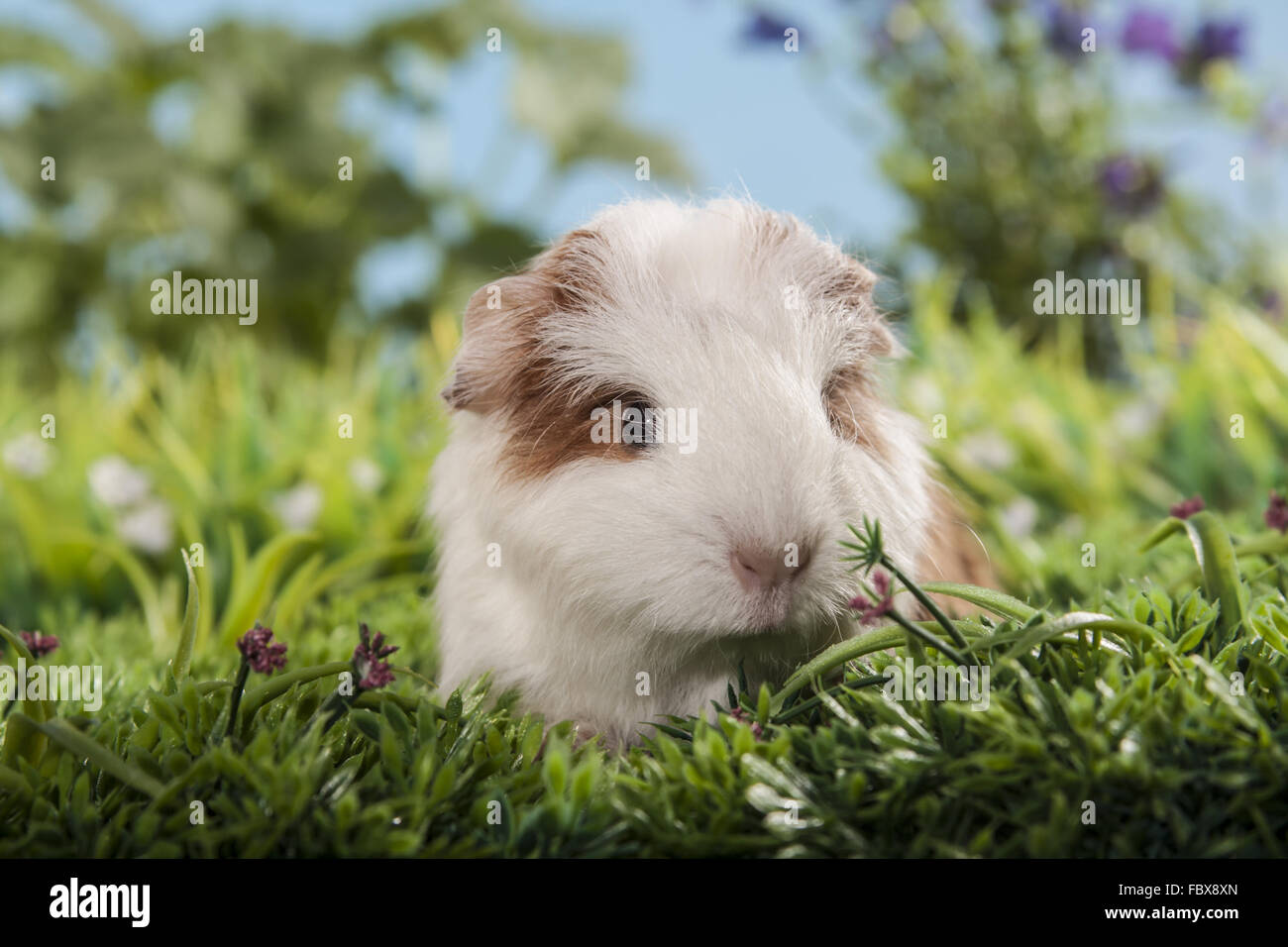 Das kleine schwein -Fotos und -Bildmaterial in hoher Auflösung - Seite ...