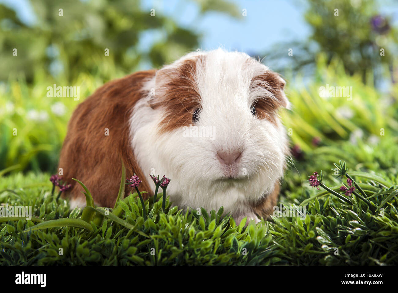 kleine Schweizer Teddy Meerschweinchen auf einer Wiese Stockfotografie ...