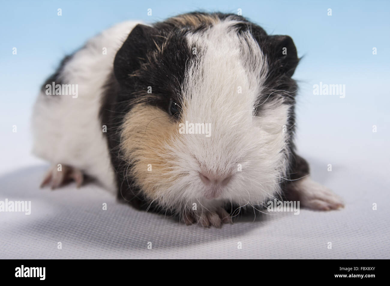 Ch teddy meerschweinchen -Fotos und -Bildmaterial in hoher Auflösung ...