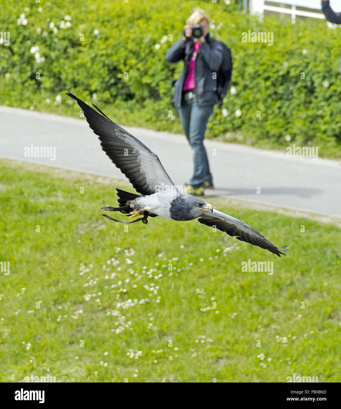 Schwarzer bussard adler -Fotos und -Bildmaterial in hoher Auflösung – Alamy