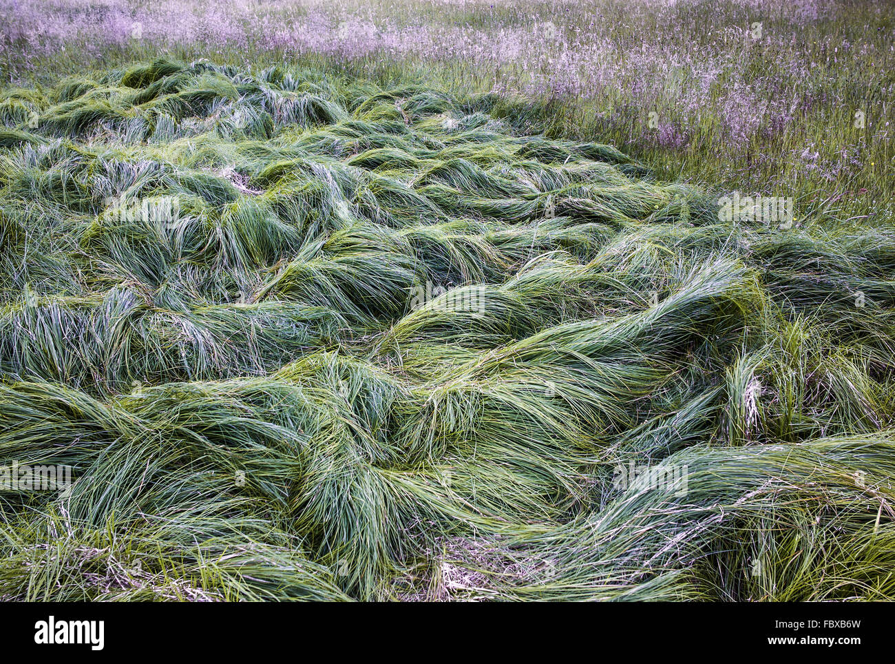 Gramineous Plant Stockfotos und -bilder Kaufen - Alamy