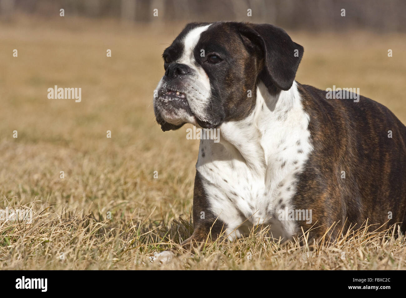Liegende liegende liegende verlegung -Fotos und -Bildmaterial in hoher ...