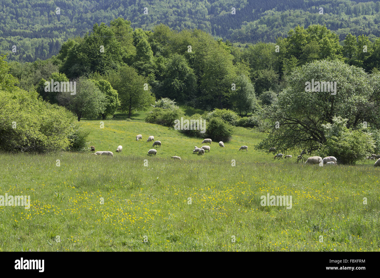 Halde germany -Fotos und -Bildmaterial in hoher Auflösung - Seite 2 - Alamy