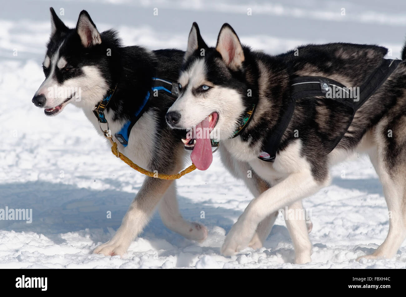 Strandhunde sport schlittenrennen -Fotos und -Bildmaterial in hoher ...