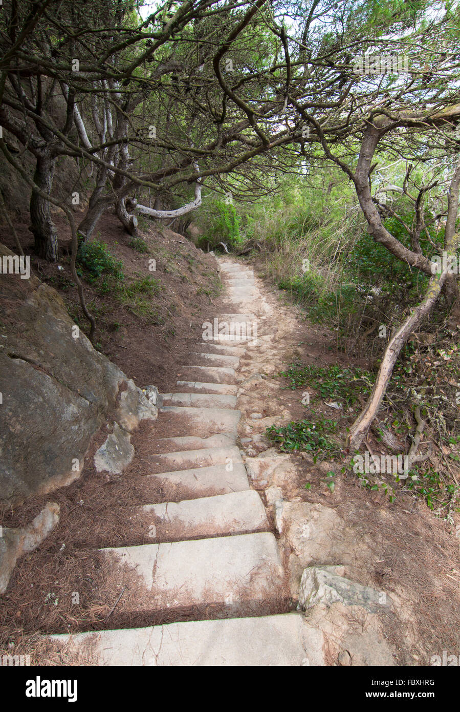 Rock-Treppe im Wald Stockfotografie - Alamy