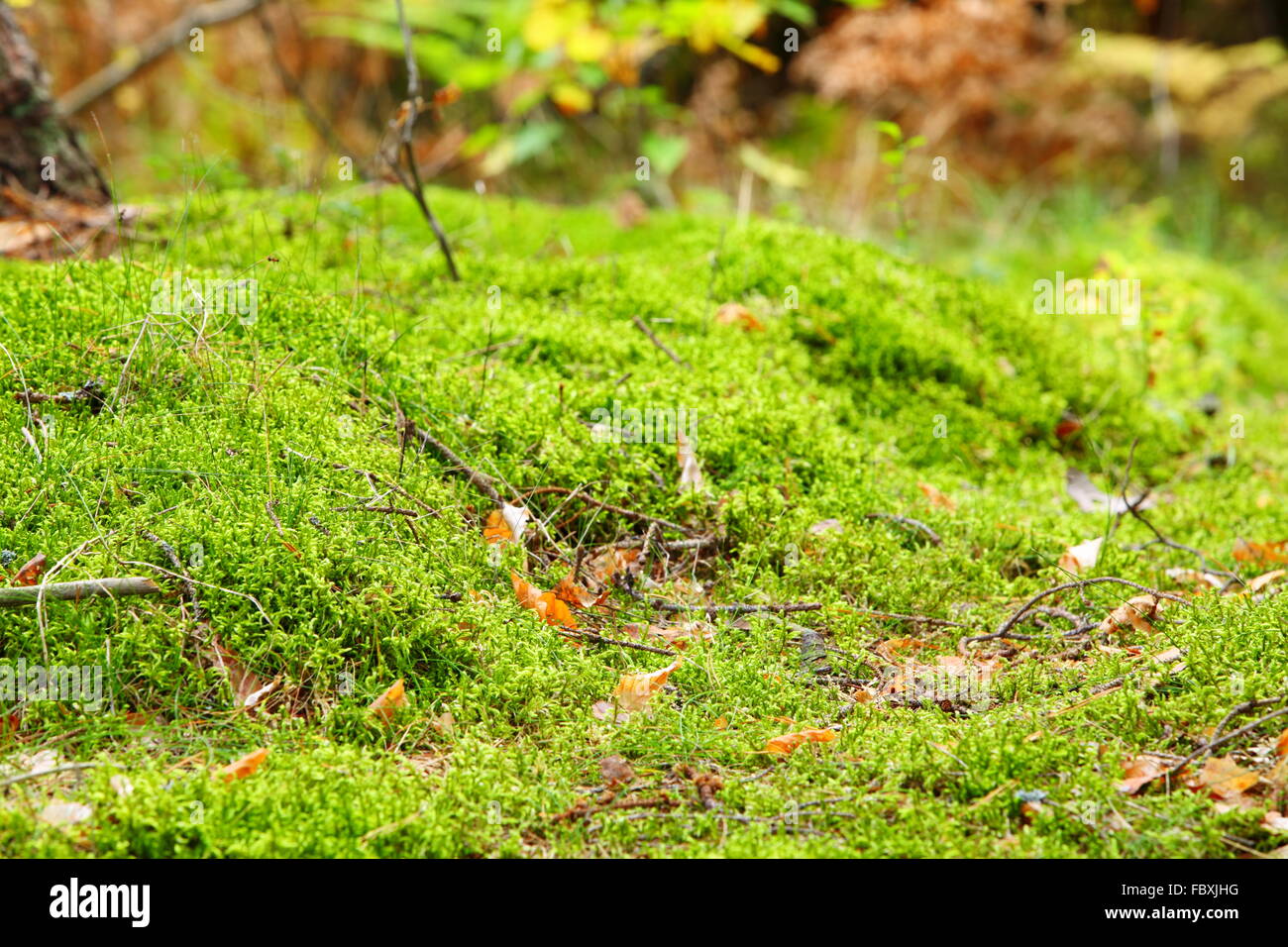 Unterholz im wald -Fotos und -Bildmaterial in hoher Auflösung – Alamy