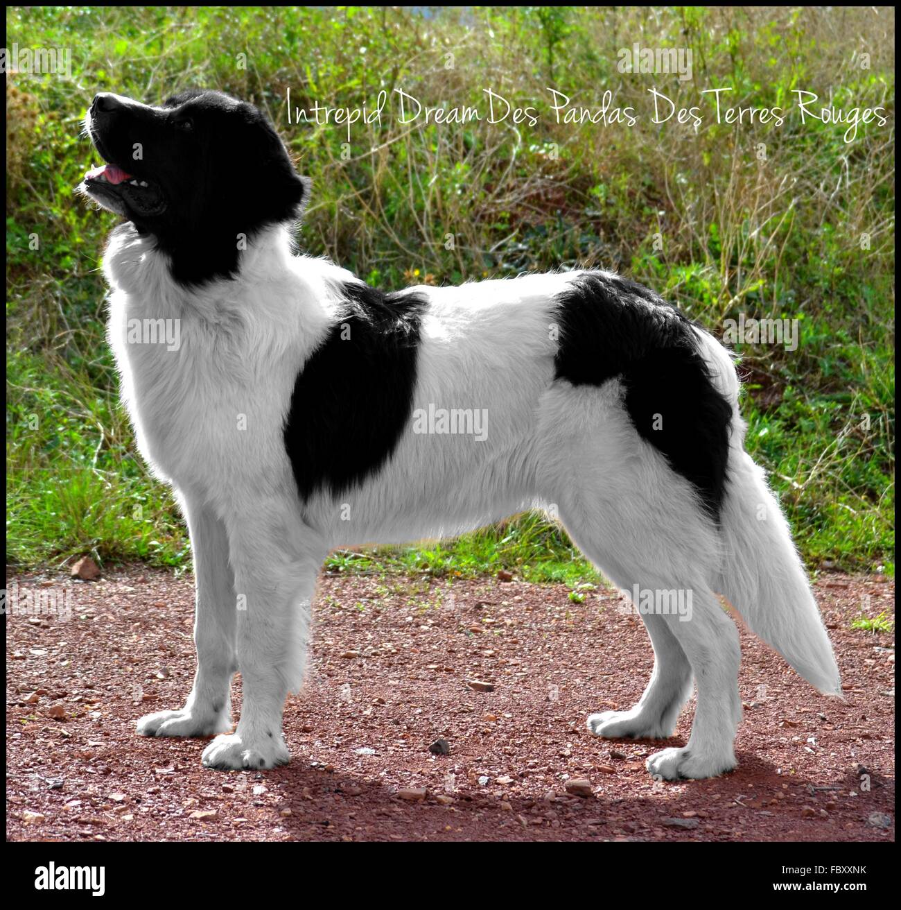Landseer, Landseer Hund, Neufundland, Welpen, Wasserarbeit, Wasser ...