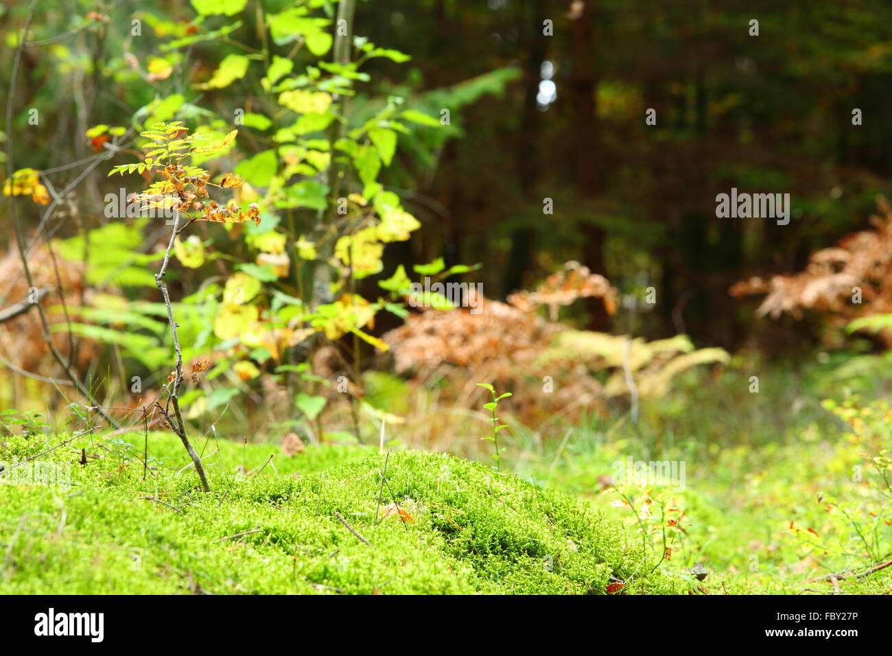 Unterholz im wald -Fotos und -Bildmaterial in hoher Auflösung – Alamy