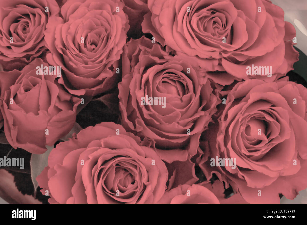 Bündel rosen -Fotos und -Bildmaterial in hoher Auflösung – Alamy