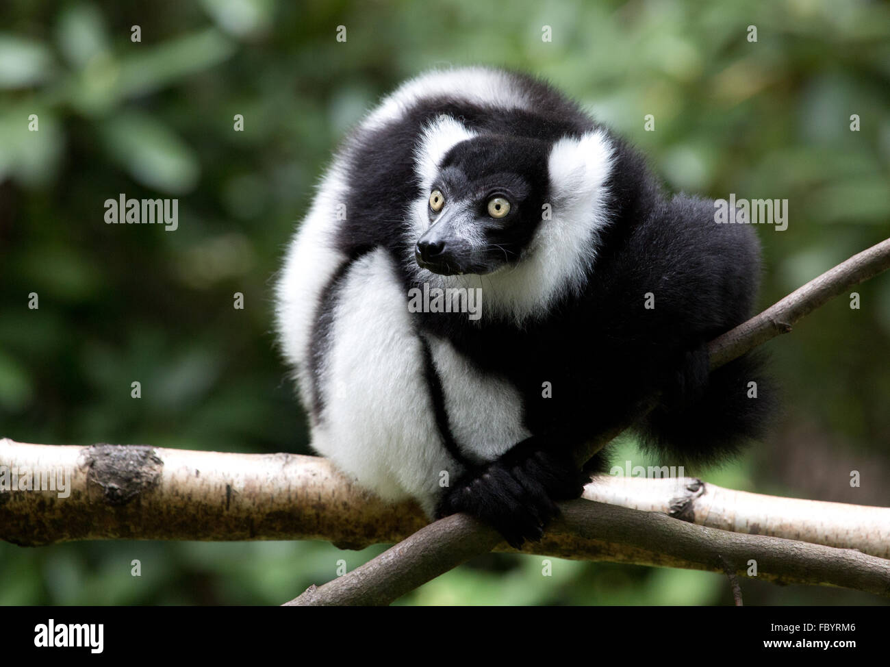 Weißer Affe Stockfotos & Weißer Affe Bilder - Alamy
