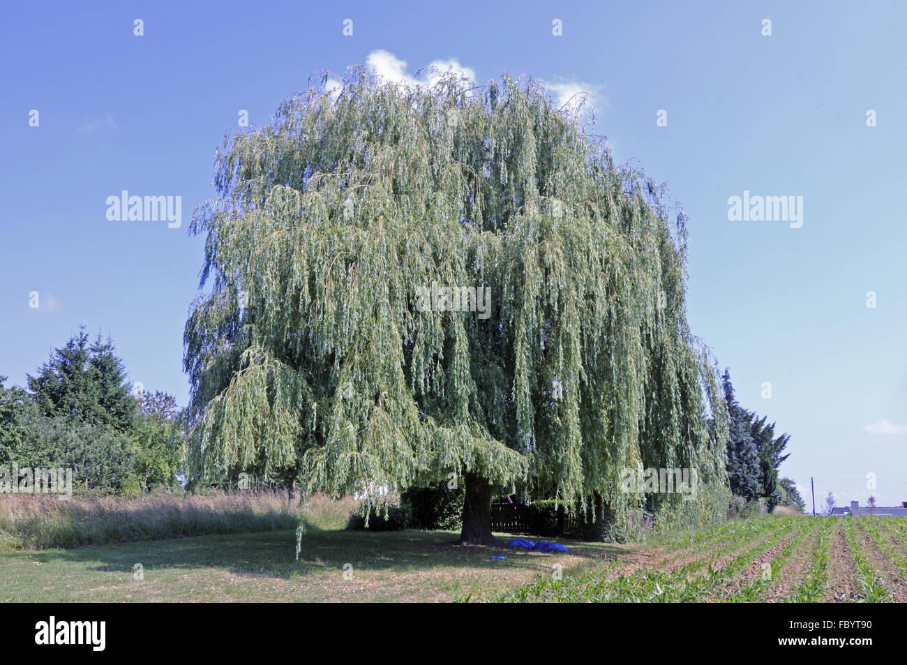 Weide ast -Fotos und -Bildmaterial in hoher Auflösung – Alamy