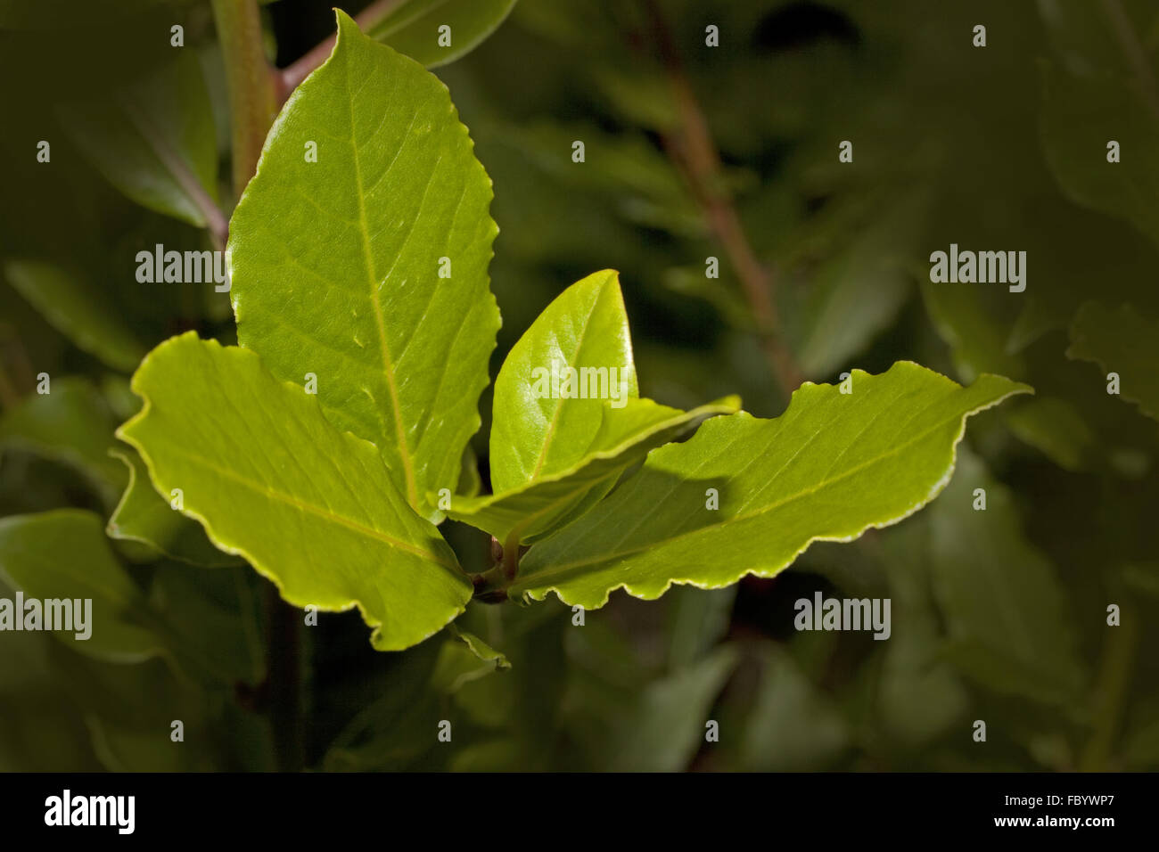 Echter lorbeer -Fotos und -Bildmaterial in hoher Auflösung – Alamy