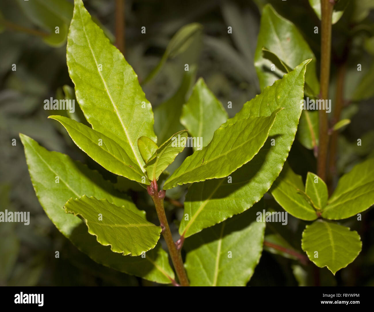 Echter lorbeer -Fotos und -Bildmaterial in hoher Auflösung – Alamy