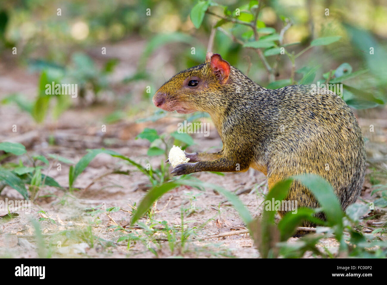 Azaras agouti tier -Fotos und -Bildmaterial in hoher Auflösung – Alamy