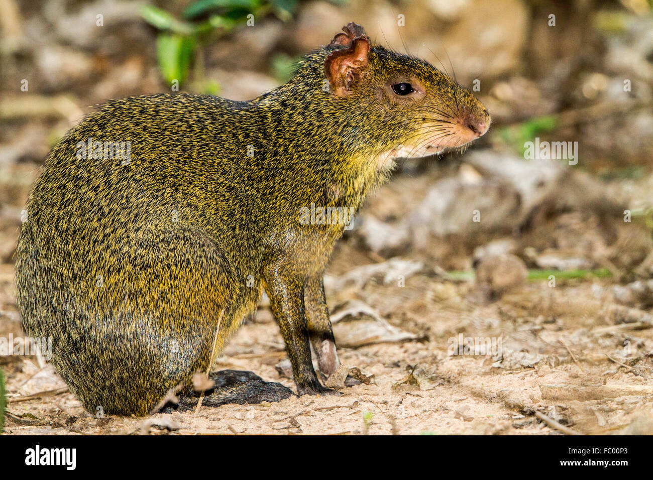 Agouti Dasyprocta Aguti Stockfotos und -bilder Kaufen - Alamy
