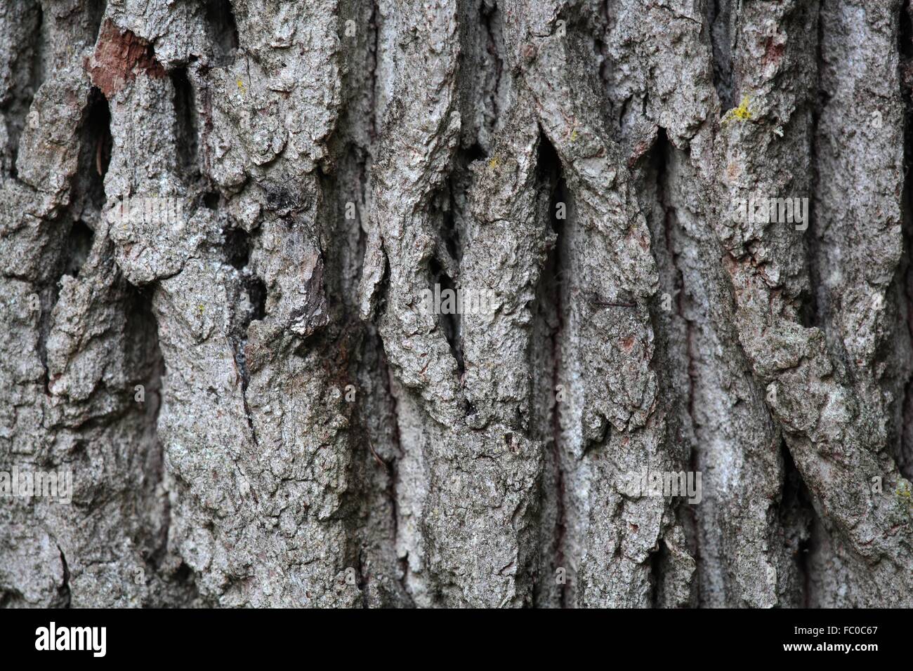 Baumrinde erle -Fotos und -Bildmaterial in hoher Auflösung – Alamy