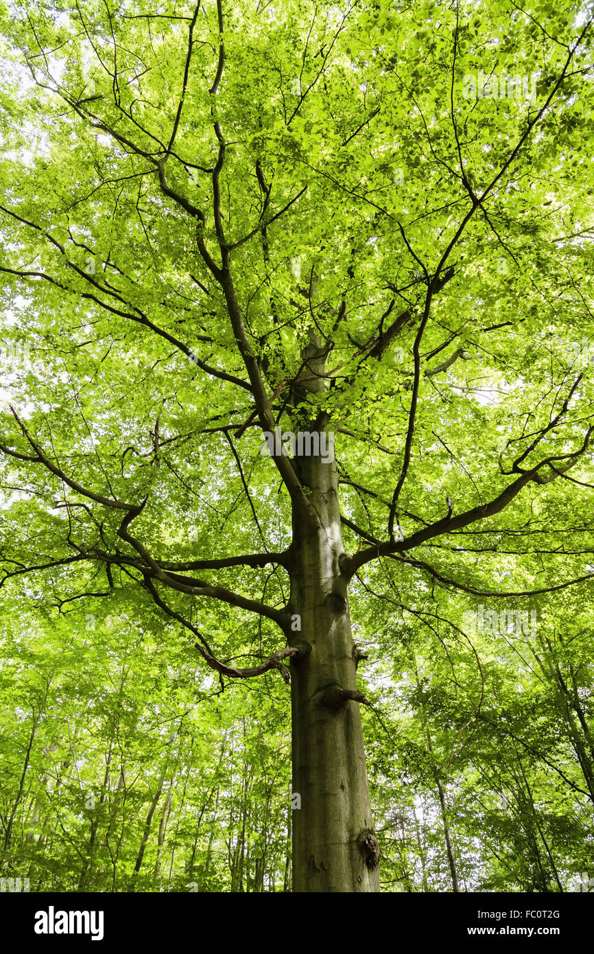Buche baum -Fotos und -Bildmaterial in hoher Auflösung – Alamy