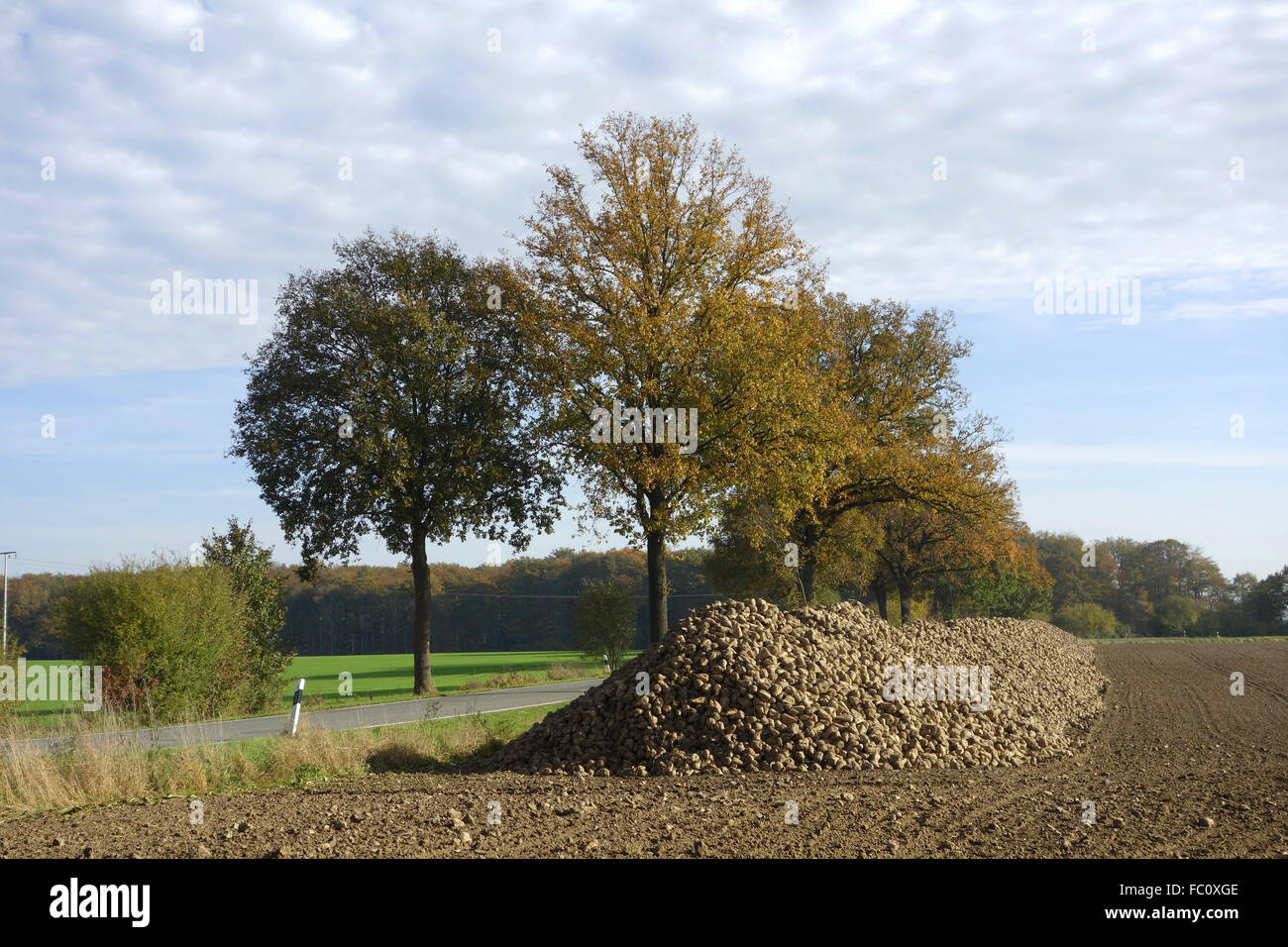 Oranic sugar beet -Fotos und -Bildmaterial in hoher Auflösung – Alamy