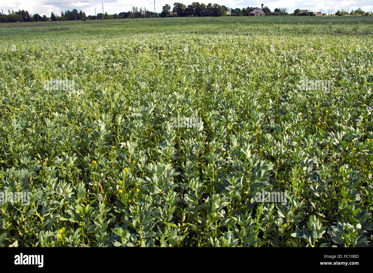 Landschaft mit junge grüne Bohnen Feld im ländlichen Bereich ...