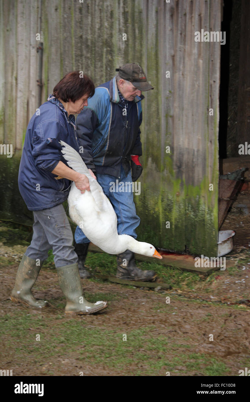 um die Gans zu rupfen Stockfotografie - Alamy
