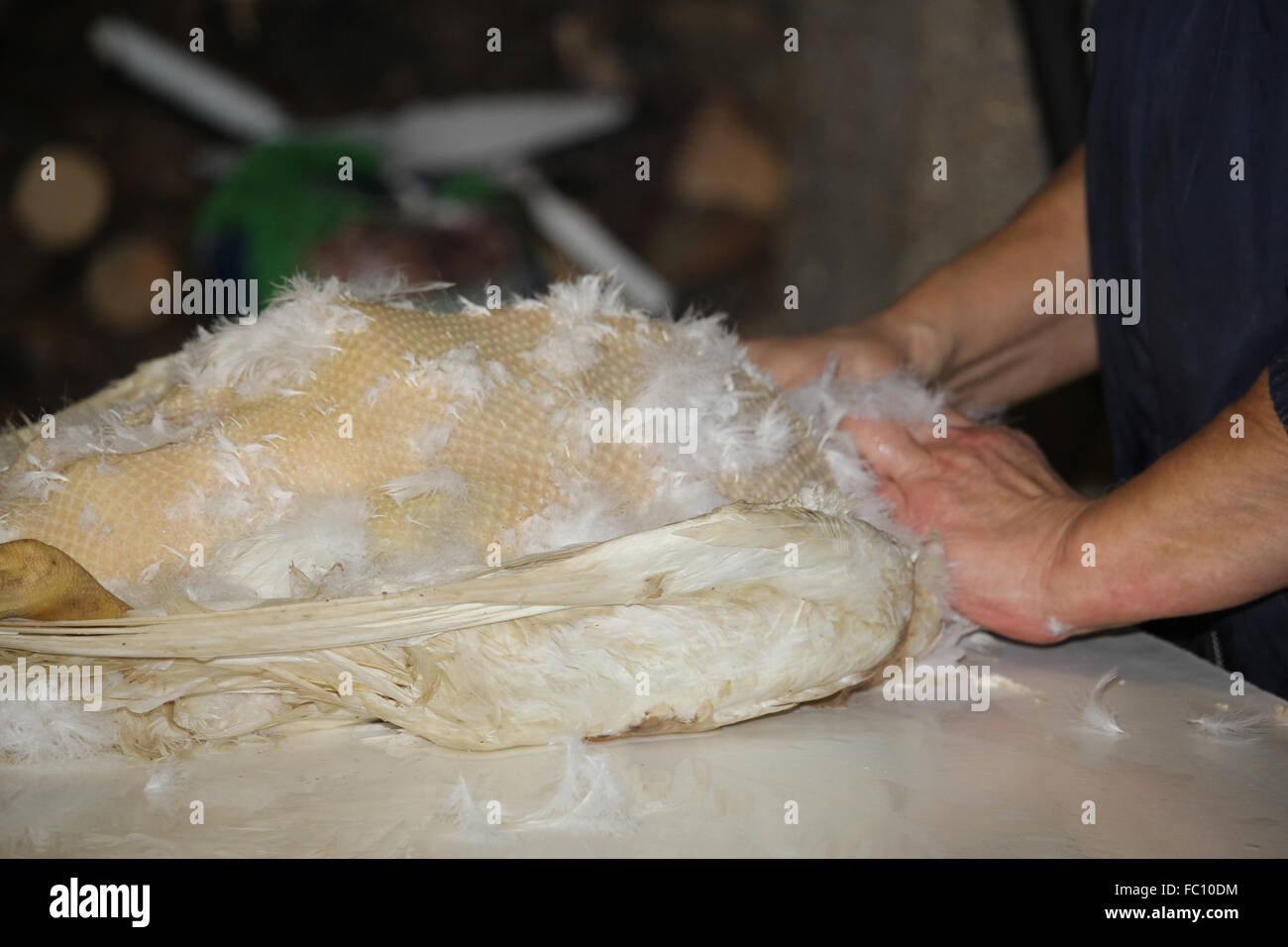um die Gans zu rupfen Stockfotografie - Alamy