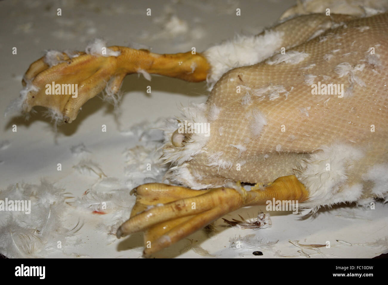 um die Gans zu rupfen Stockfotografie - Alamy