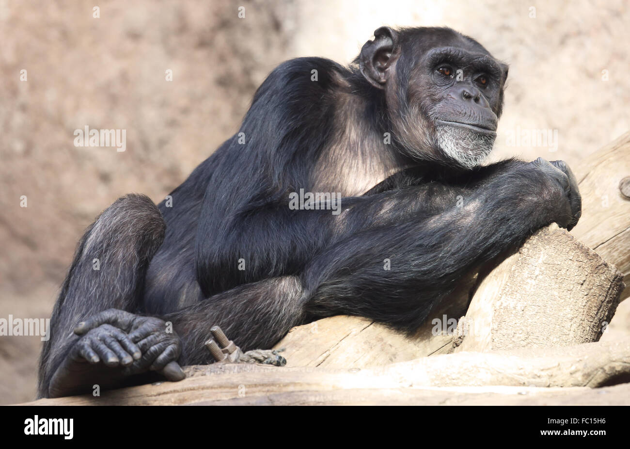 Fauler affe -Fotos und -Bildmaterial in hoher Auflösung – Alamy