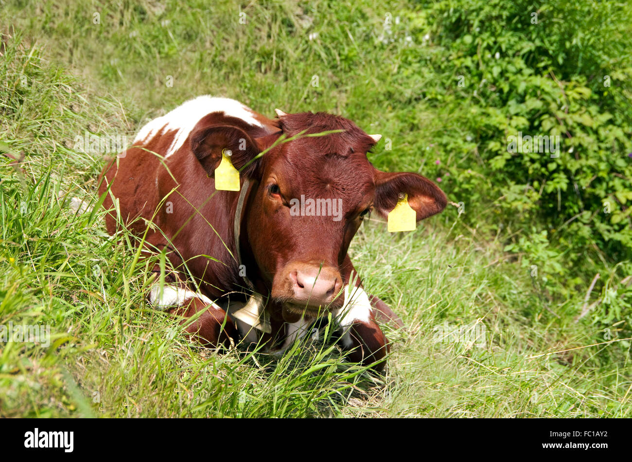 Baby kuh -Fotos und -Bildmaterial in hoher Auflösung – Alamy
