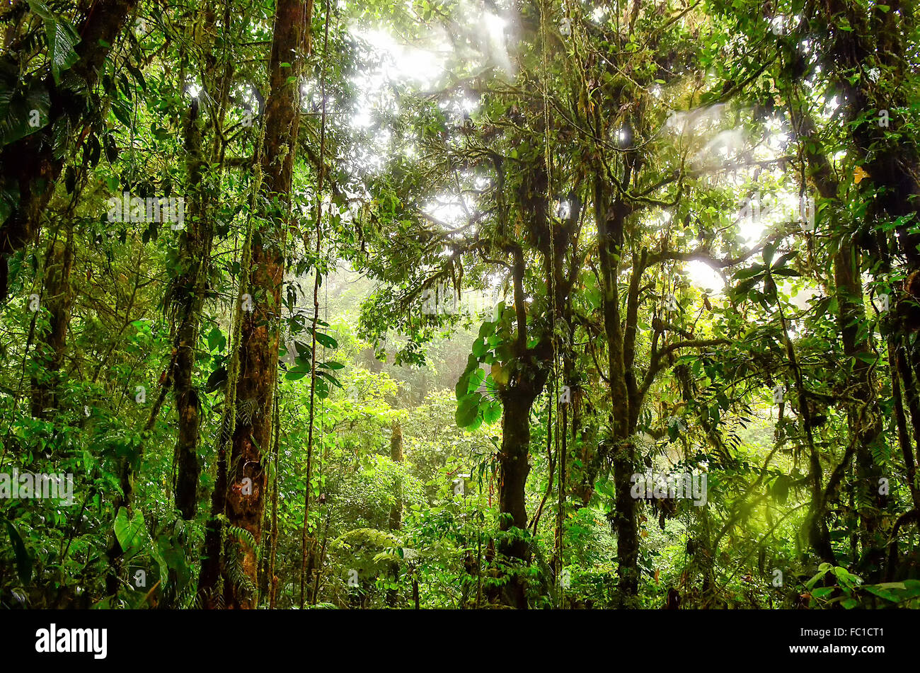 Belize wald Stockfotos und -bilder Kaufen - Alamy