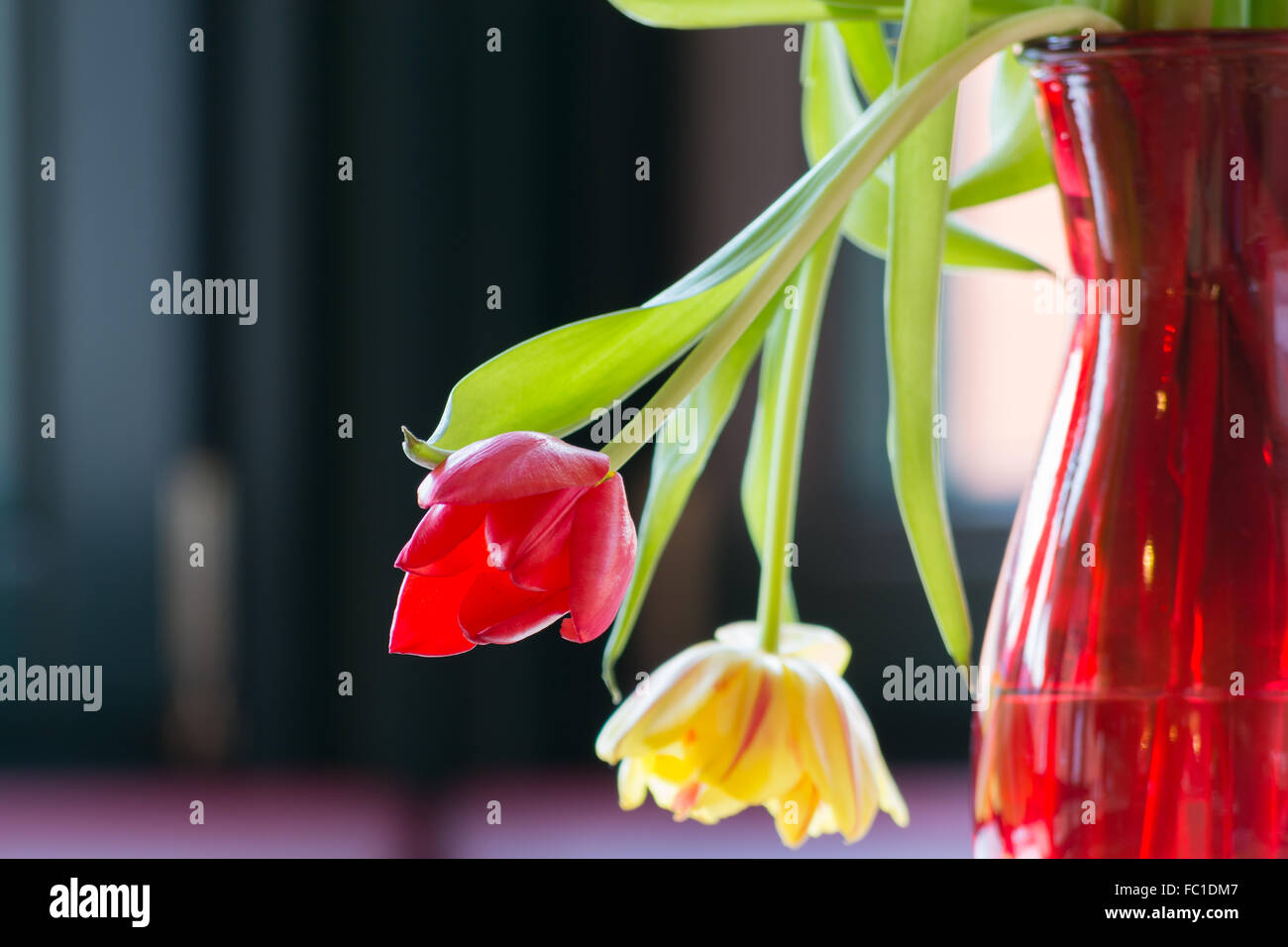 Welke blumen -Fotos und -Bildmaterial in hoher Auflösung – Alamy