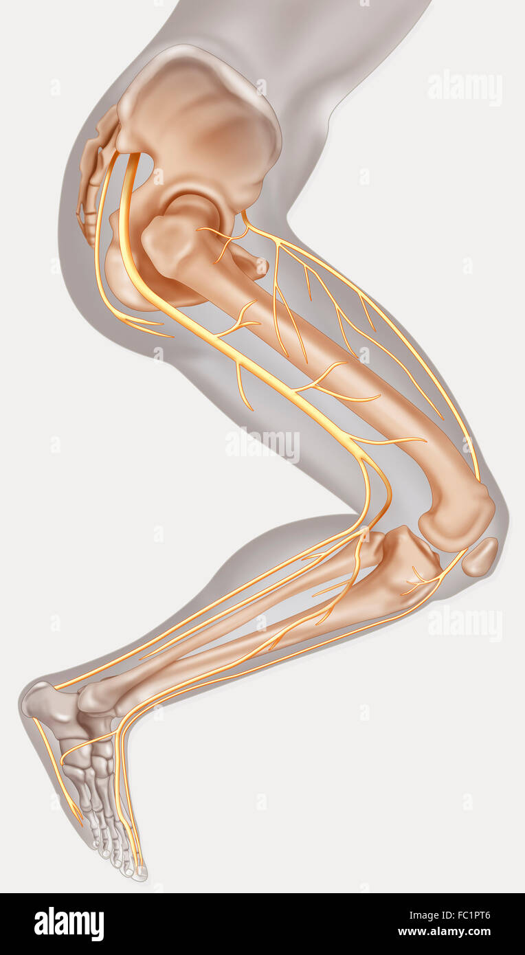 Anatomie Des Unterschenkels Stockfotos und -bilder Kaufen - Alamy