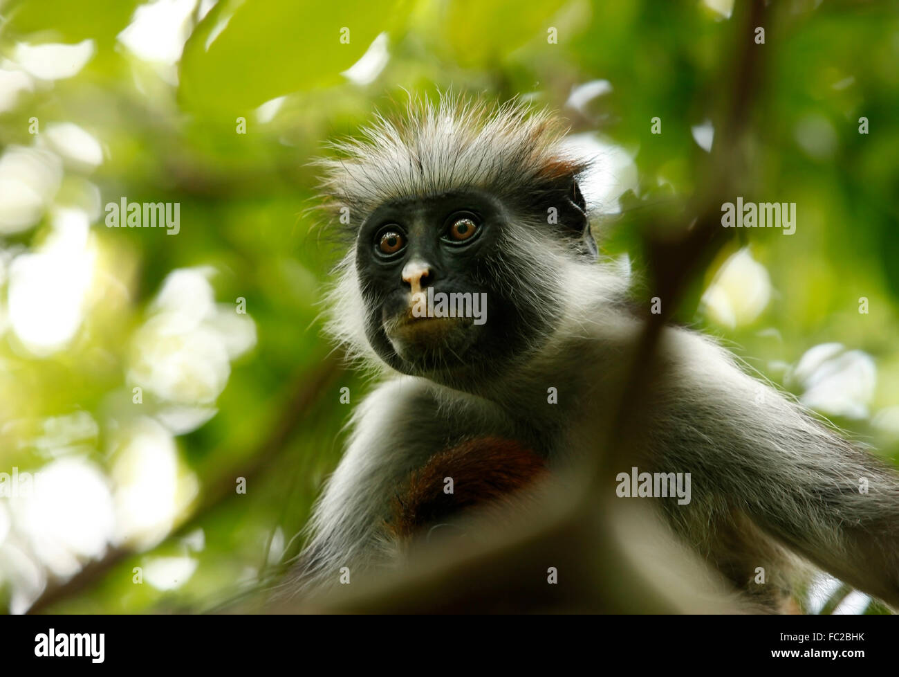 Schwarz weiß affen im regenwald -Fotos und -Bildmaterial in hoher ...