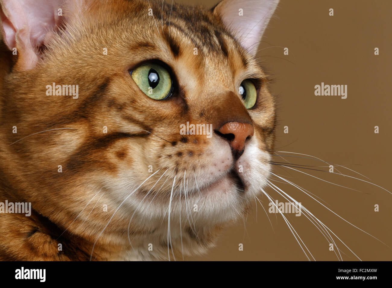 Profil von katze -Fotos und -Bildmaterial in hoher Auflösung – Alamy