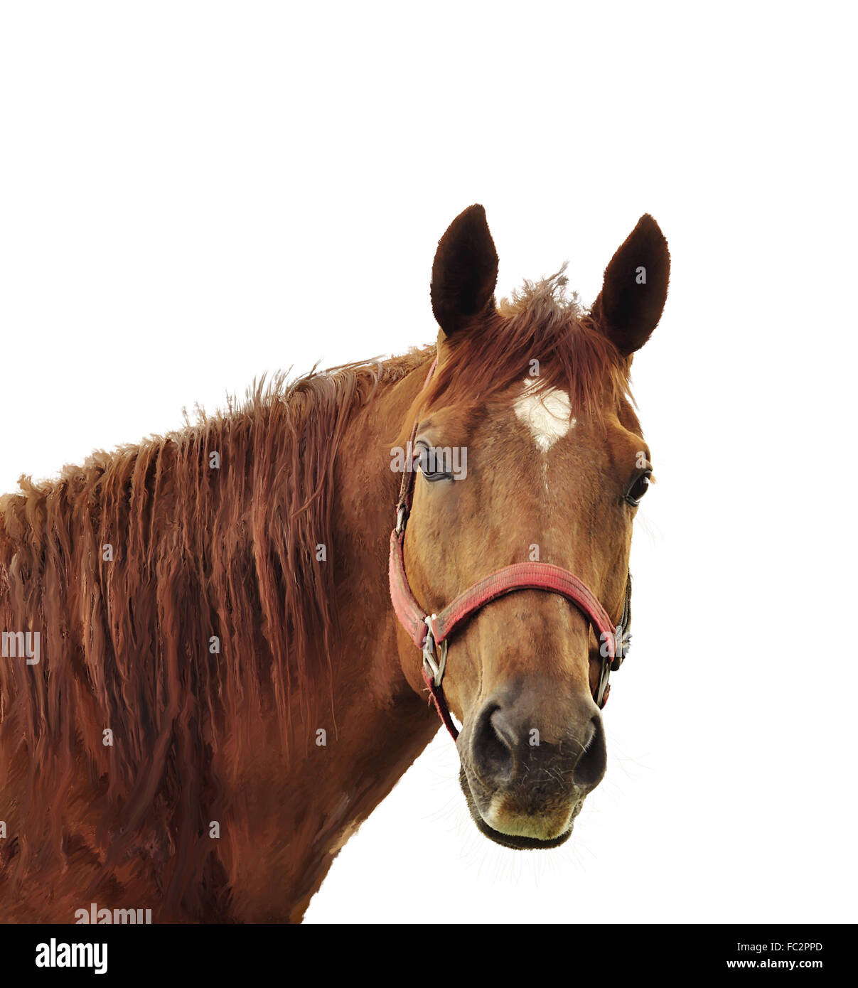 Brown horse -Fotos und -Bildmaterial in hoher Auflösung – Alamy