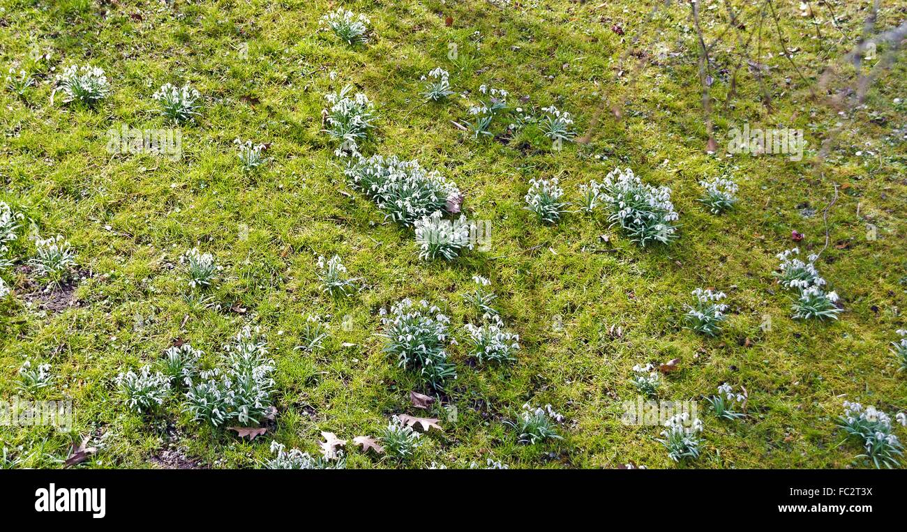 Wiese mit schneeglöckchen -Fotos und -Bildmaterial in hoher Auflösung ...