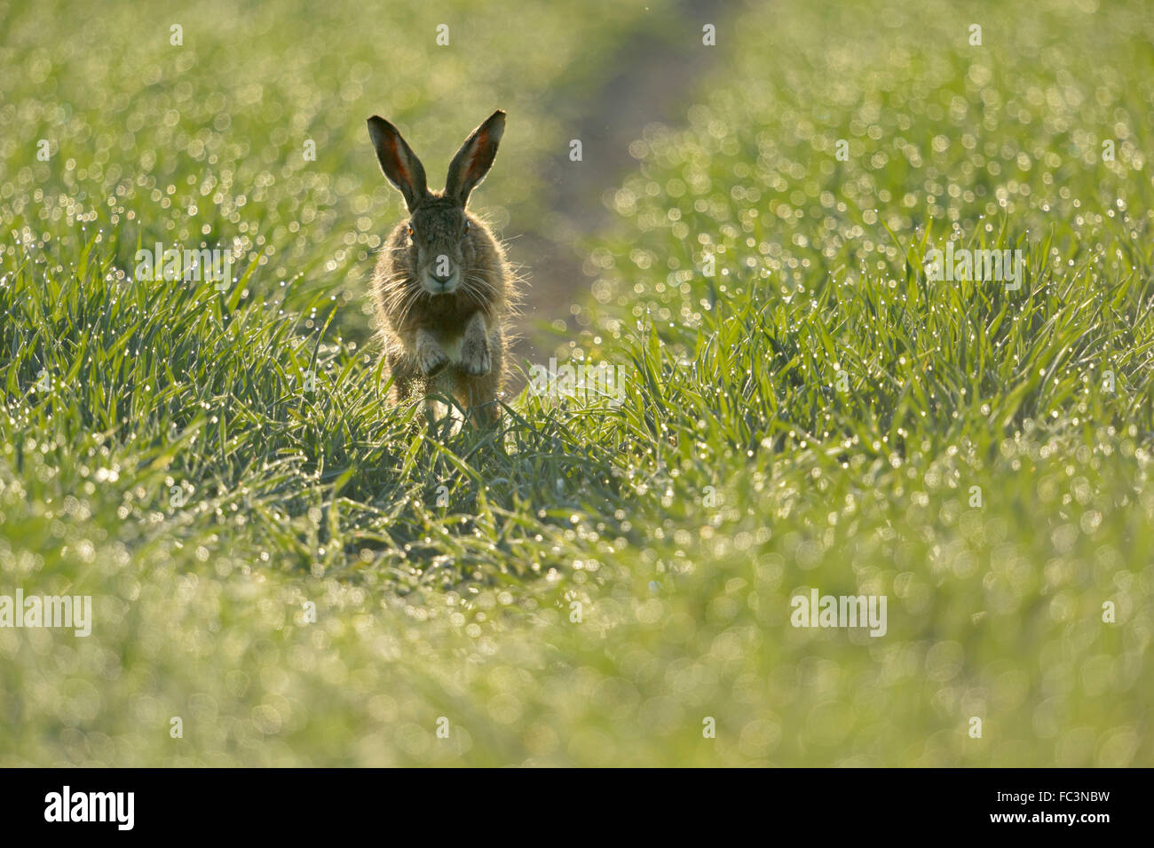 Die hasen kommen -Fotos und -Bildmaterial in hoher Auflösung – Alamy