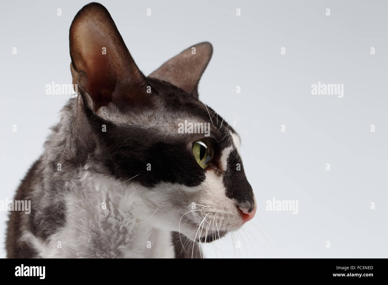 Rex cornish hauskatze -Fotos und -Bildmaterial in hoher Auflösung – Alamy