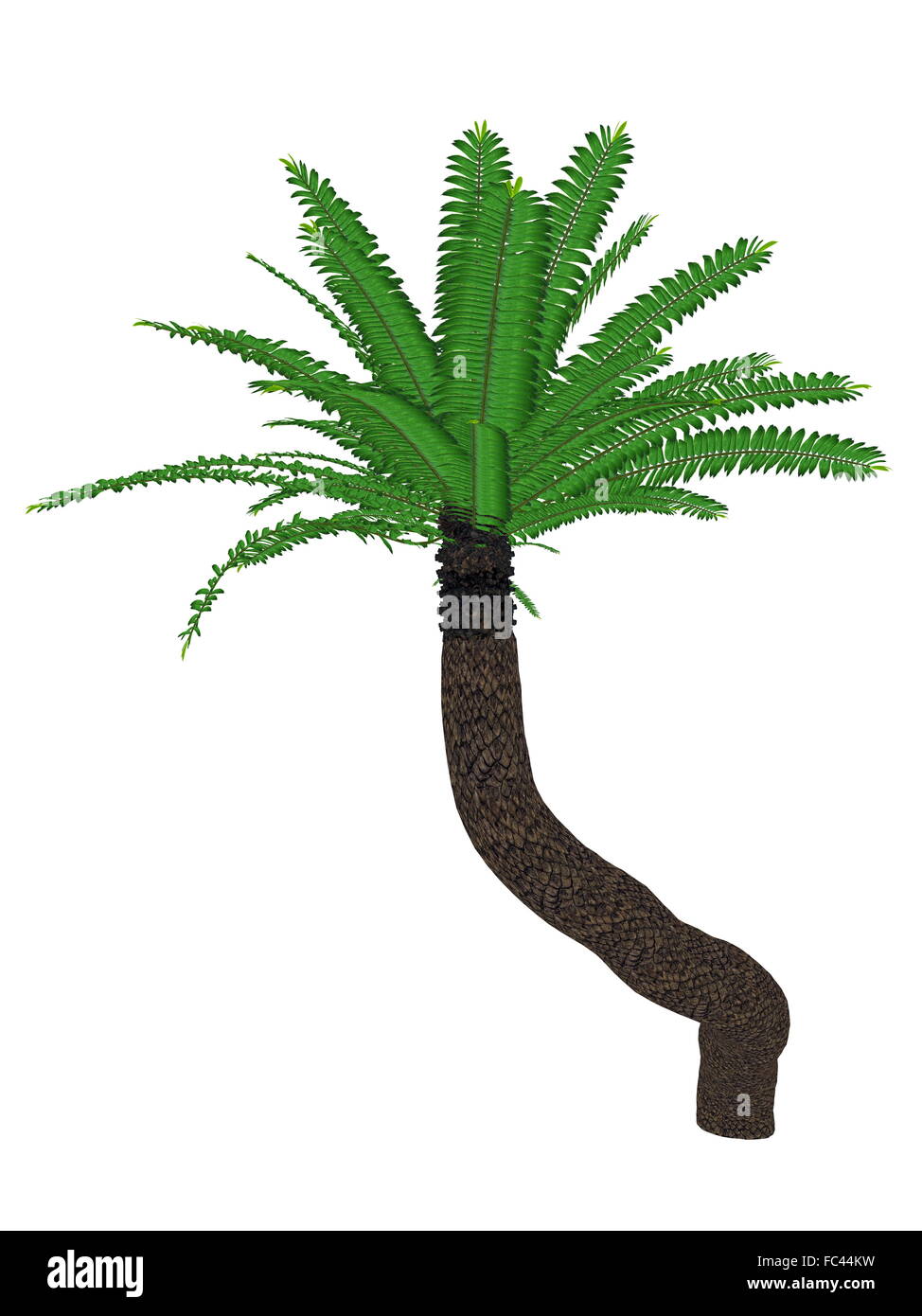 Breadtree, Broodboom, Ostkap Riese, Bushman River Cycad oder uJobane ...