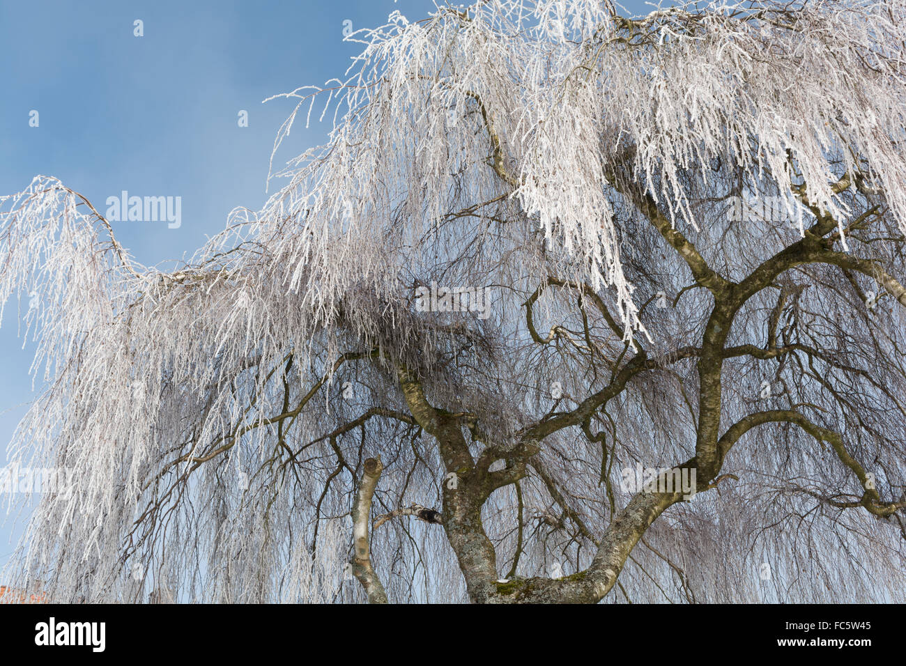Alte birke -Fotos und -Bildmaterial in hoher Auflösung – Alamy