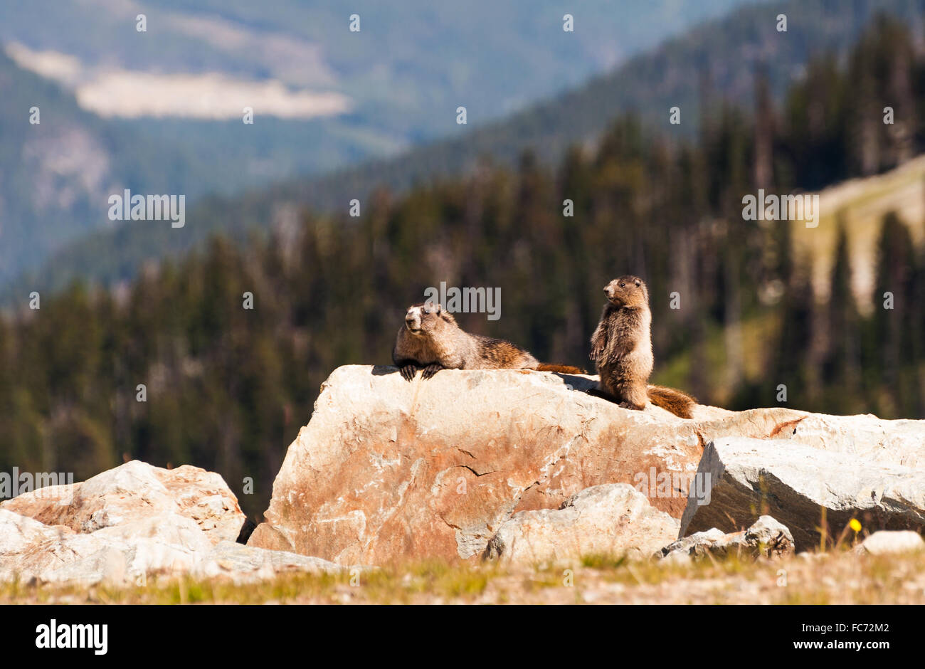 Murmeltier berg -Fotos und -Bildmaterial in hoher Auflösung – Alamy
