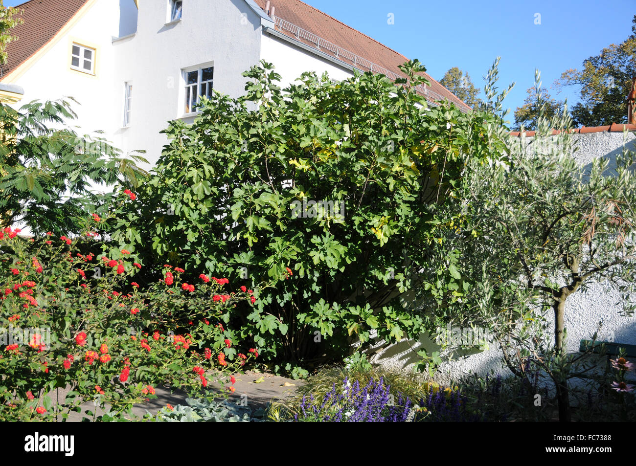 Reif feigen -Fotos und -Bildmaterial in hoher Auflösung – Alamy