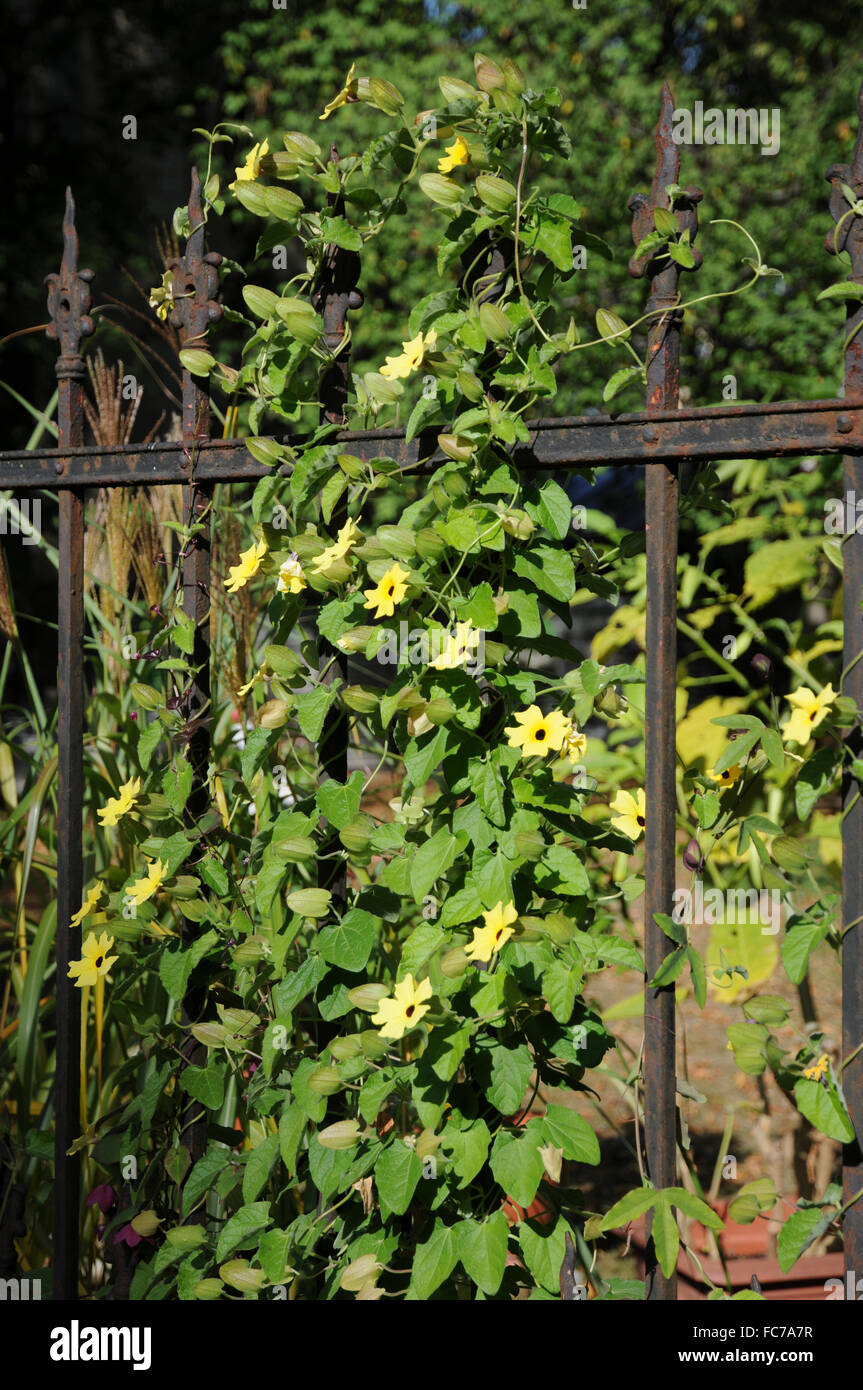 Black eyed susan vine -Fotos und -Bildmaterial in hoher Auflösung – Alamy