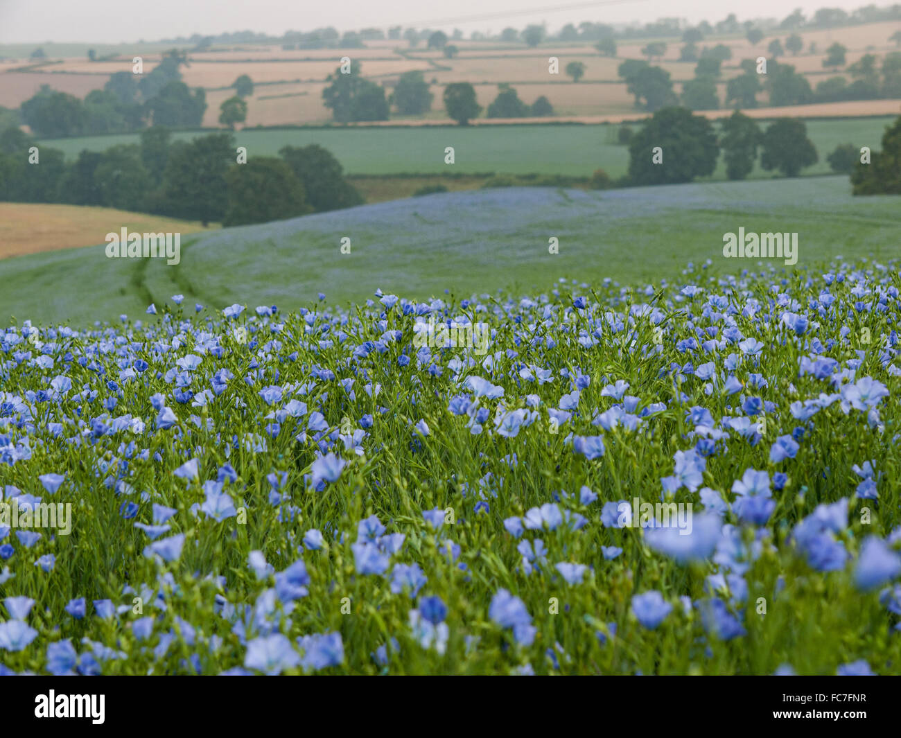 Leinsamen Pflanzen Stockfotos und -bilder Kaufen - Alamy