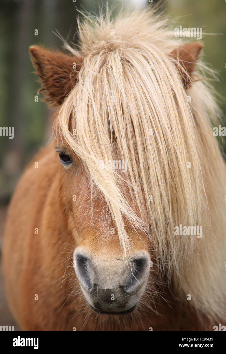 Mein Kleines Pony Stockfotos und -bilder Kaufen - Alamy