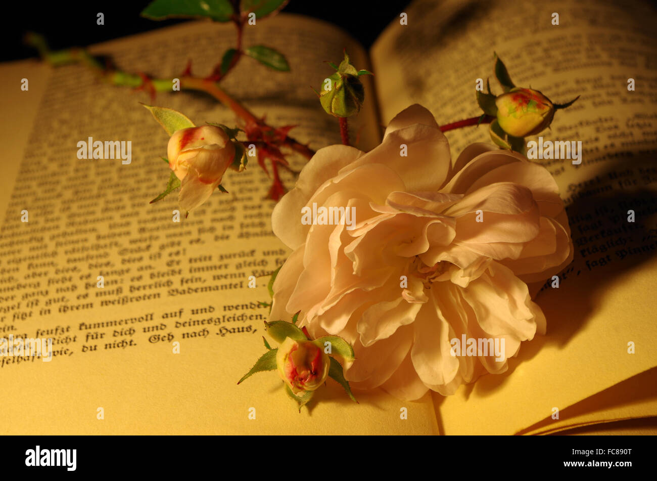 Sutterlin script -Fotos und -Bildmaterial in hoher Auflösung – Alamy