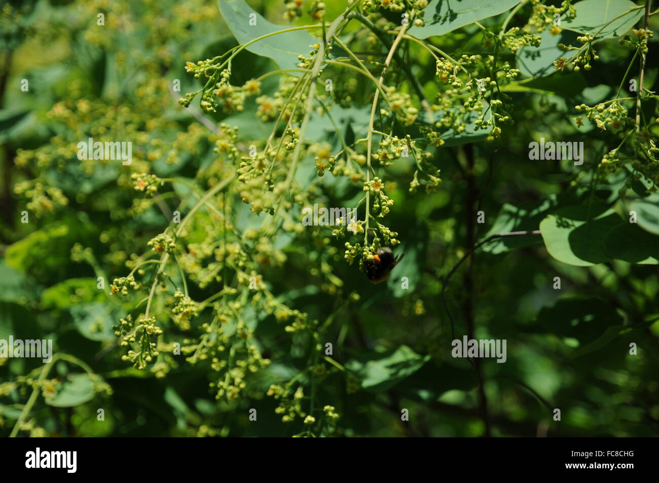 Rauchbusch blumen -Fotos und -Bildmaterial in hoher Auflösung – Alamy